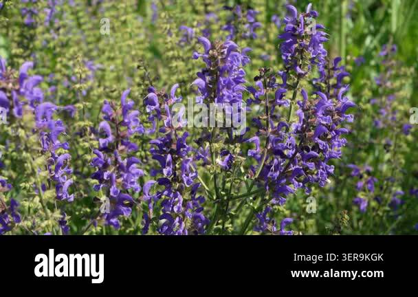 Vibrant purple meadow sage blossoms creating colorful floral background ...