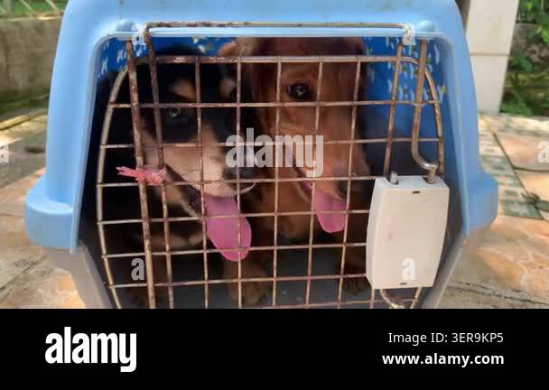 Two adorable long haired dachshund puppies inside a pet carrier in ...