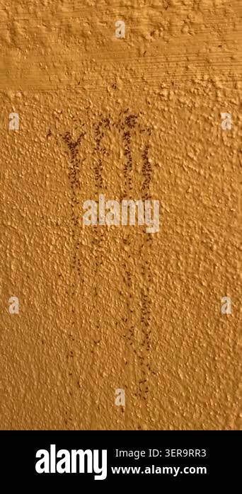 Close-up of a colony of small ants Formicidae swarming and feeding on ...