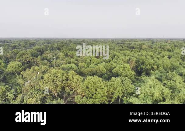 Aerial Sunset Over Dense Green Forest Near Rooppur Area, Bangladesh ...