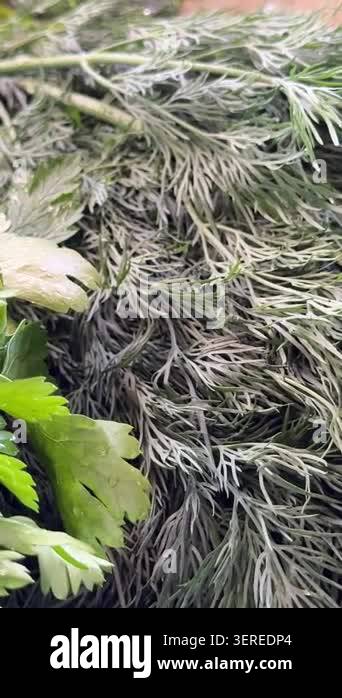 Bright fresh dill with soft feathery leaves displayed in bunches on ...