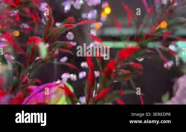 Thousands of tiny oxygen bubbles drift upward through the aquarium ...