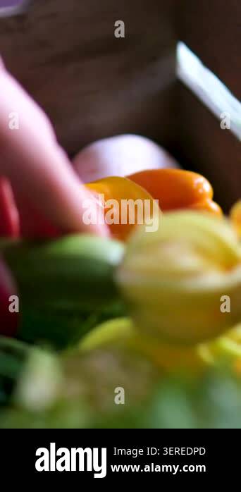 female hand places a young zucchini with a yellow blossom into a wooden ...