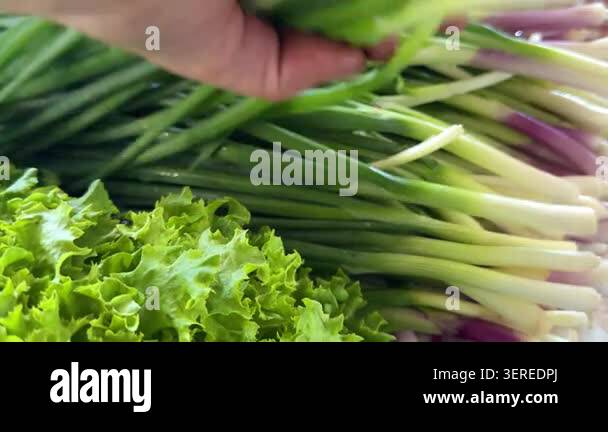 Vendor taking young green onions by hand from fresh bundles on bazaar ...