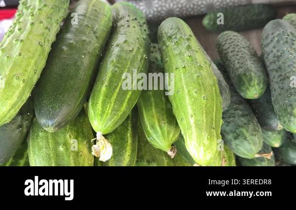 Different fresh cucumbers arranged in heap on market counter with rich ...