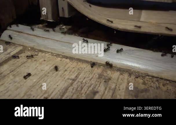 Indoor pest problem with black ants moving across wooden floor, walls ...