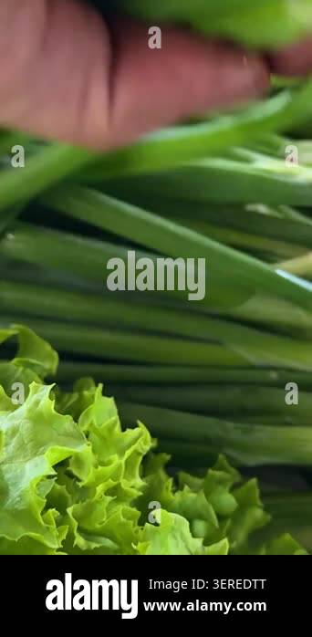 Vendor taking young green onions by hand from fresh bundles on bazaar ...