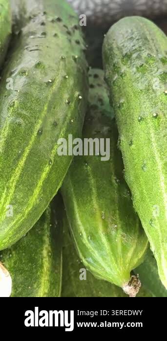 Different fresh cucumbers arranged in heap on market counter with rich ...