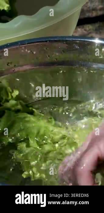 Woman washing fresh green lettuce in sink under running water, ensuring ...