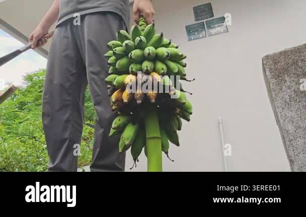 Farmer carrying a freshly harvested bunch of green bananas. Tropical ...