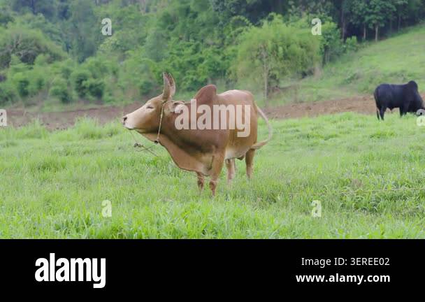 Brown cow standing peacefully in a lush green pasture surrounded by ...