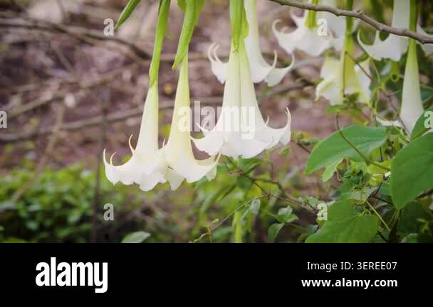 Cluster of white angel trumpet blossoms hanging gracefully from a ...