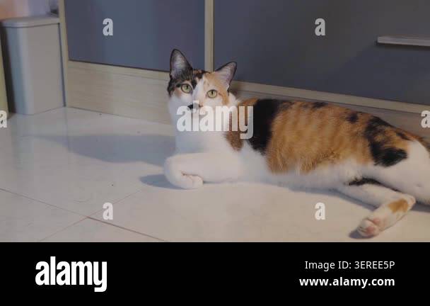 Cute calico cat resting comfortably on a tiled floor indoors while ...