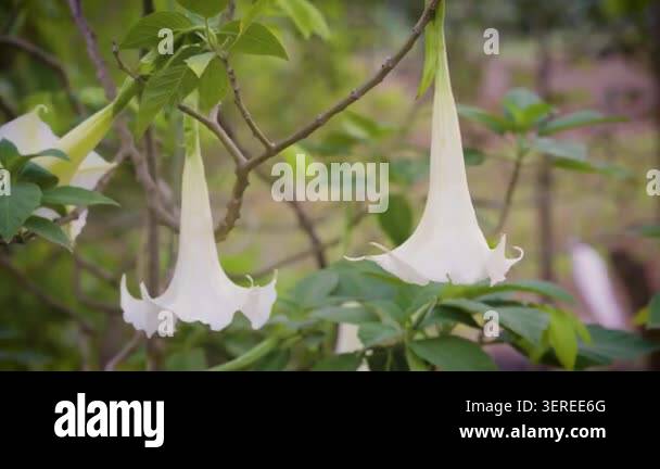 Elegant white angel trumpet flowers blooming on a tropical shrub ...