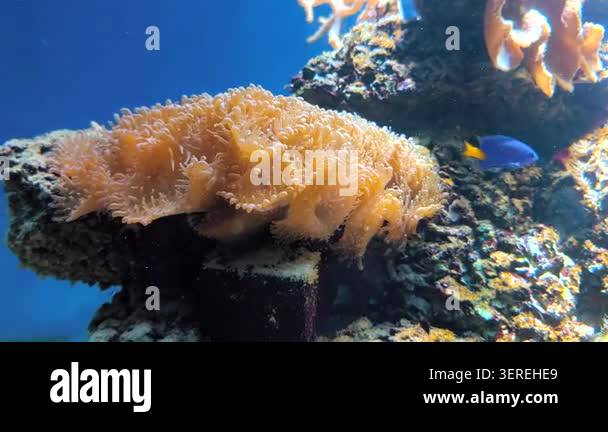 Close-up of a leather coral displaying soft textures and intricate ...