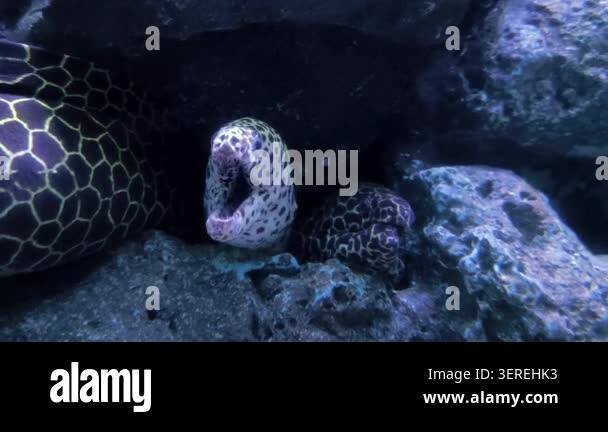 Tropical moray eel peeking from a rocky crevice underwater Stock Video ...
