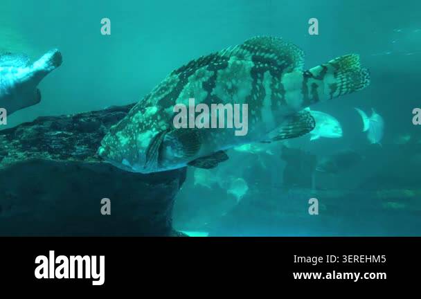 Close-up of a Malabar grouper displaying distinctive mottled patterns ...