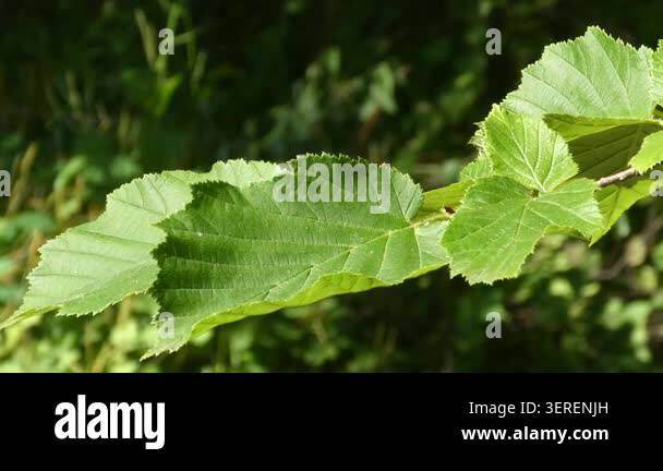 Static locked-down macro shot of fresh green hazel leaves on a branch ...