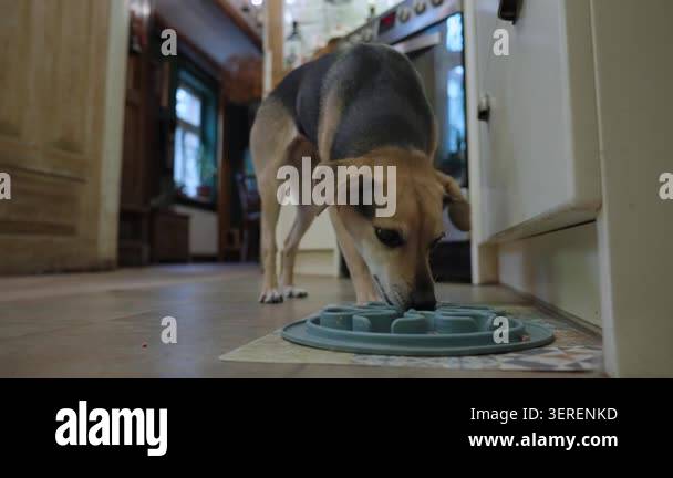 Small pet dog eagerly eats her breakfast from a plate on the floor of a ...