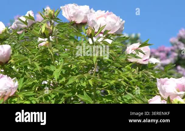 Peony bud flowers bloom in garden. Floral background. Beautiful White ...