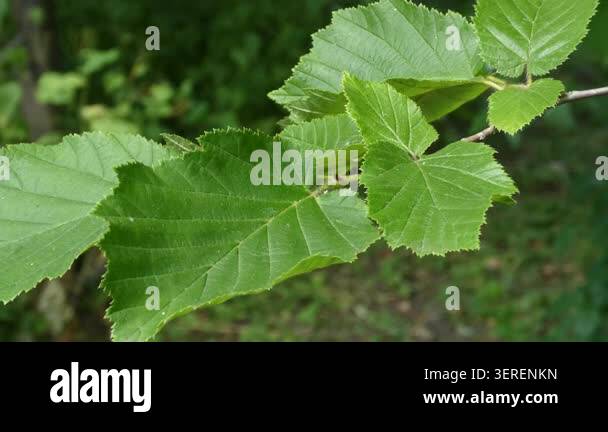 A static, locked-down close-up video of a green hazel branch with ...