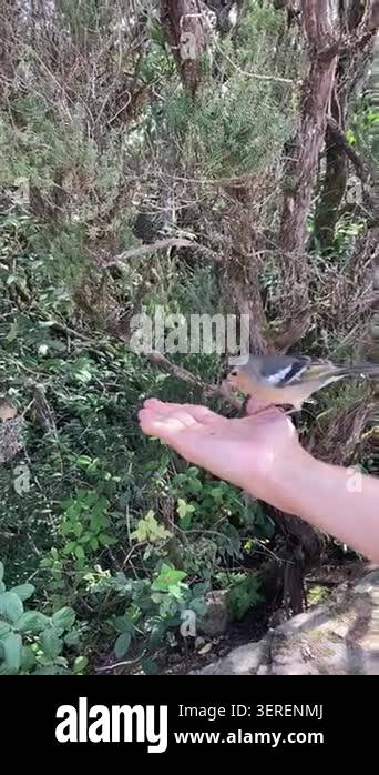 A friendly male Common Chaffinch (Fringilla coelebs) lands on a ...
