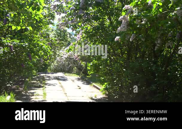 Path in park. Purple Lilac flower Blossoms in Spring Garden. Syringa ...