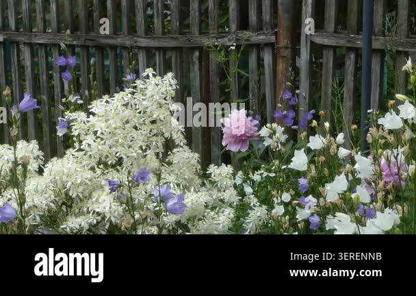 Static locked-down shot of a vibrant rural cottage garden. Features ...