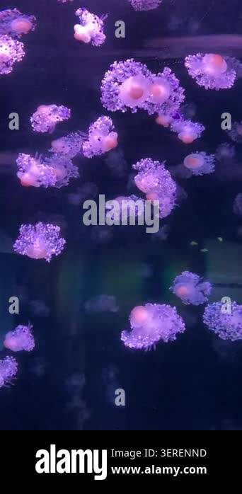 Vertical close-up video of dozens of graceful jellyfish drifting ...
