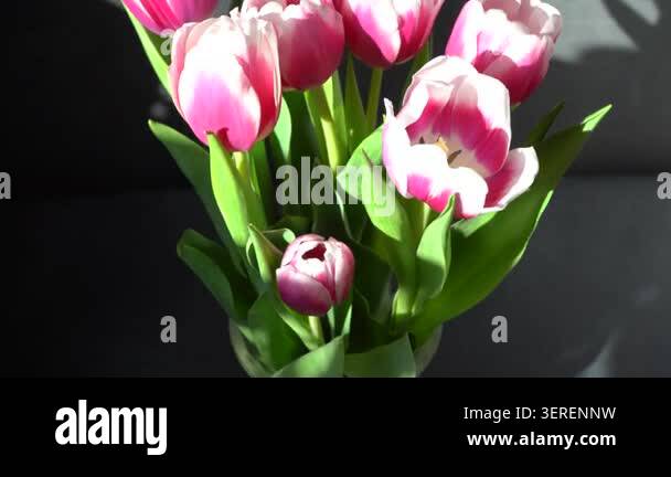 Tulips flowers bouquet. White pink petals of bud. Floral spring Stock ...