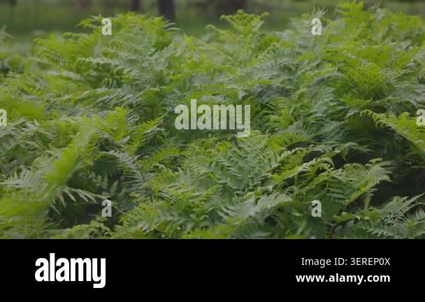 A cluster of young ferns on a windy summer day Stock Video Footage - Alamy