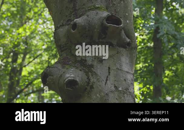 A huge old European beech tree in a Carpathian mountain forest in ...