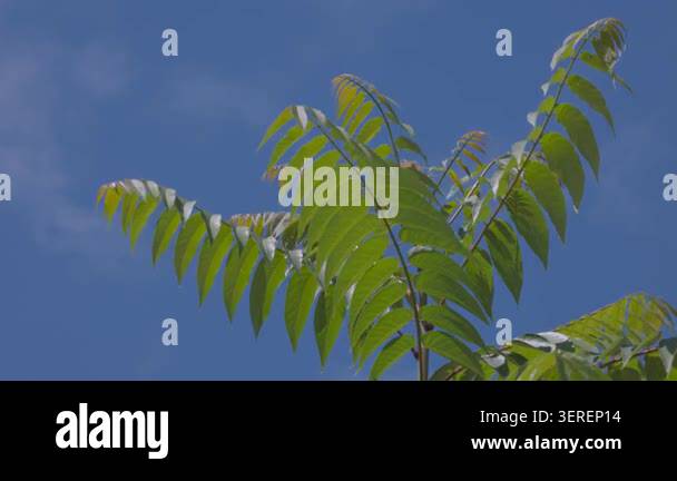 New acacia branches sway in the wind against a blue sky Stock Video ...