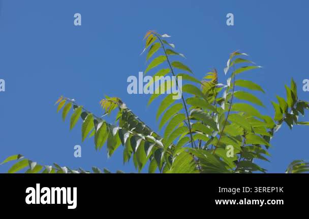 New acacia branches sway in the wind against a blue sky Stock Video ...