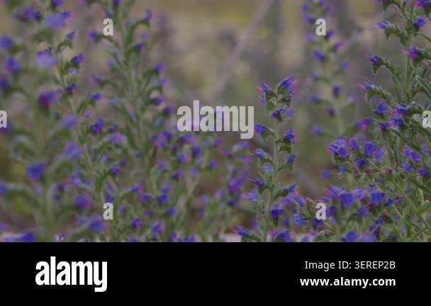 Common bruise Echium vulgare is blooming in the Carpathians Stock Video ...