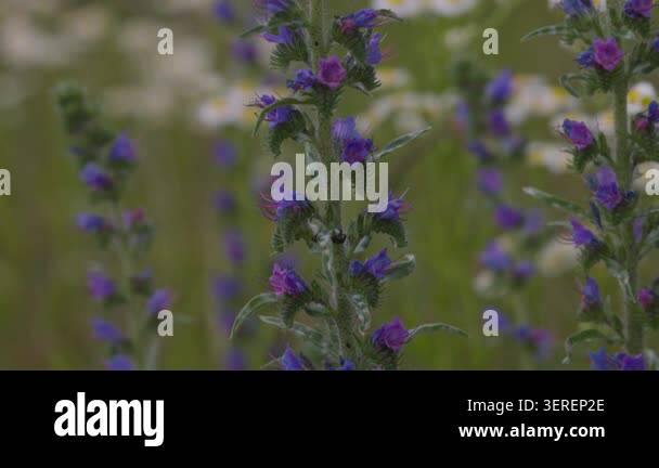 Common bruise Echium vulgare is blooming in the Carpathians Stock Video ...