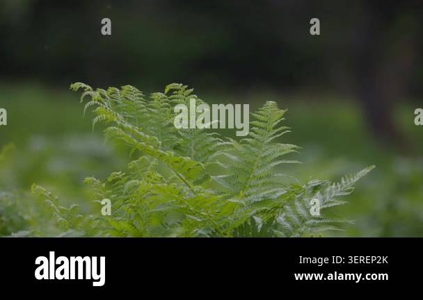 A cluster of young ferns on a windy summer day Stock Video Footage - Alamy