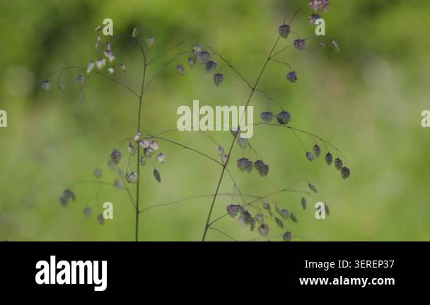 Briza media blooms in the Carpathians on a windy summer day Stock Video ...