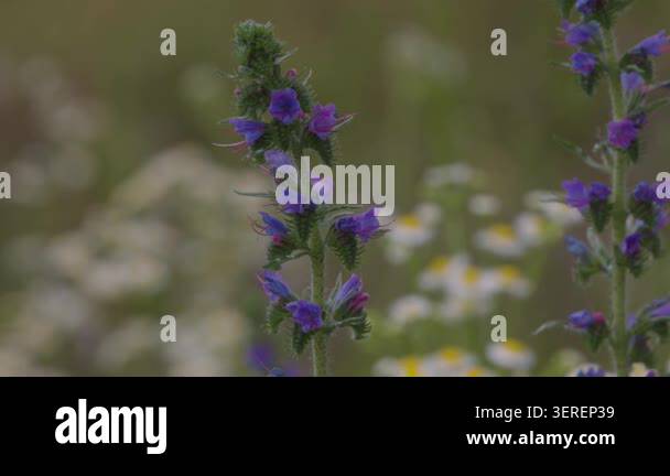 Common bruise Echium vulgare is blooming in the Carpathians Stock Video ...