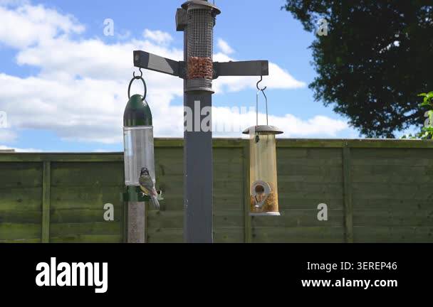 Slow motion footage of a Blue Tit or Cyanistes Caeruleus bird eating ...