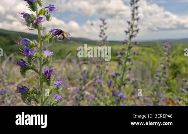 A bumblebee collects nectar from the flowers of the Common bruise ...