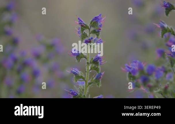 Common bruise Echium vulgare is blooming in the Carpathians Stock Video ...