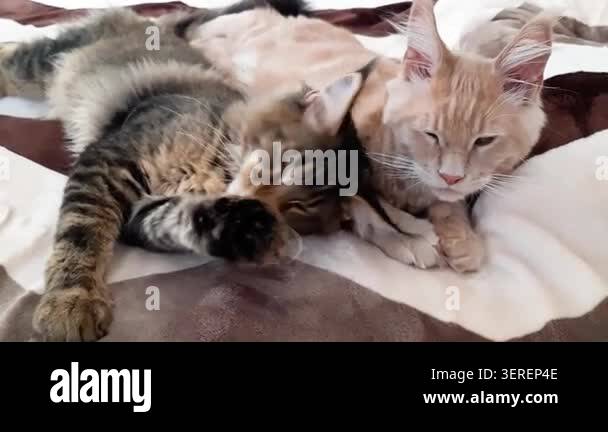 Cute sweet Maine Coon kittens - red and gray - are napping on a blanket ...