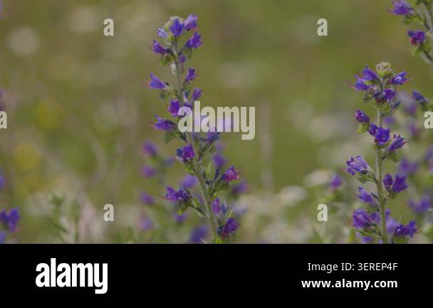 Common bruise Echium vulgare is blooming in the Carpathians Stock Video ...