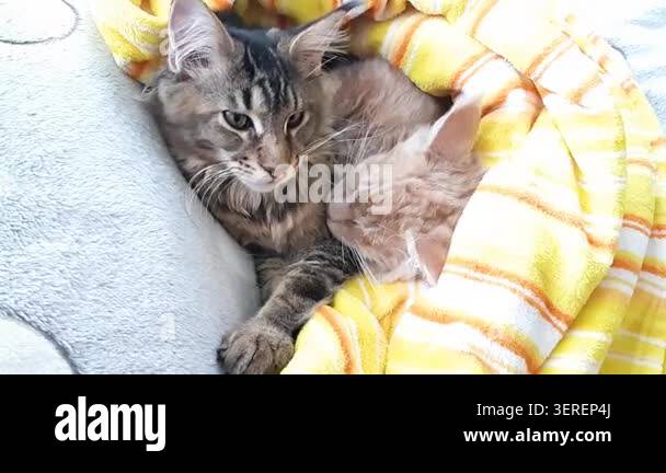 Cute sweet Maine Coon kittens - red and gray - are napping on a blanket ...
