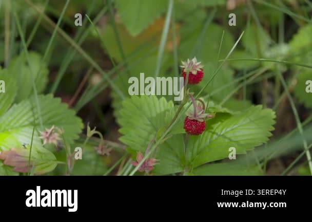 Ripe wild strawberries in the grass in a mountain forest Stock Video ...