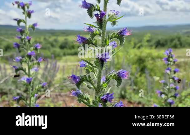 Common bruise Echium vulgare is blooming in the Carpathians Stock Video ...