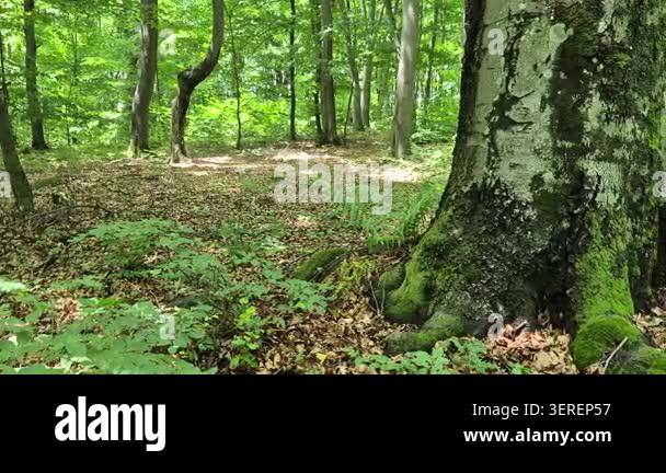 A huge old European beech tree in a Carpathian mountain forest in ...