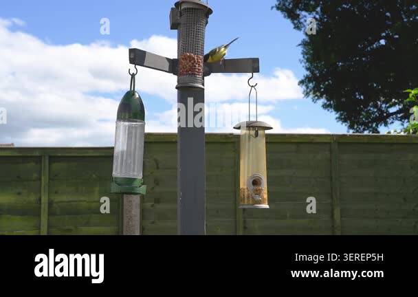 Slow motion footage of a juvenile Great Tit bird eating from a feeder ...