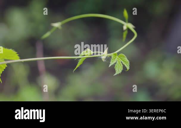 A wild blackberry stem searches for support Stock Video Footage - Alamy